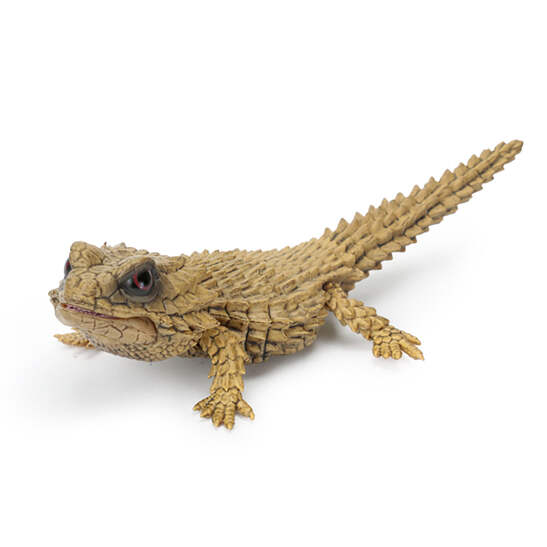 armored dragon lizard