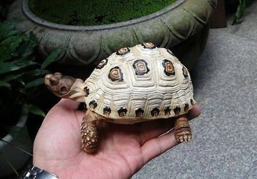 white leopard tortoise
