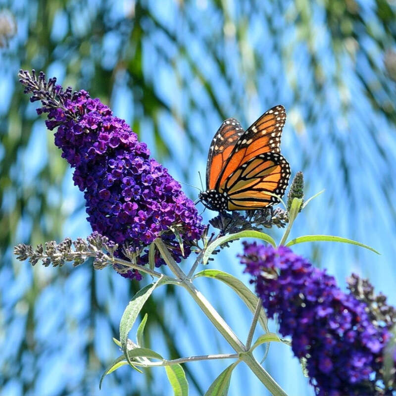 dark purple buddleja
