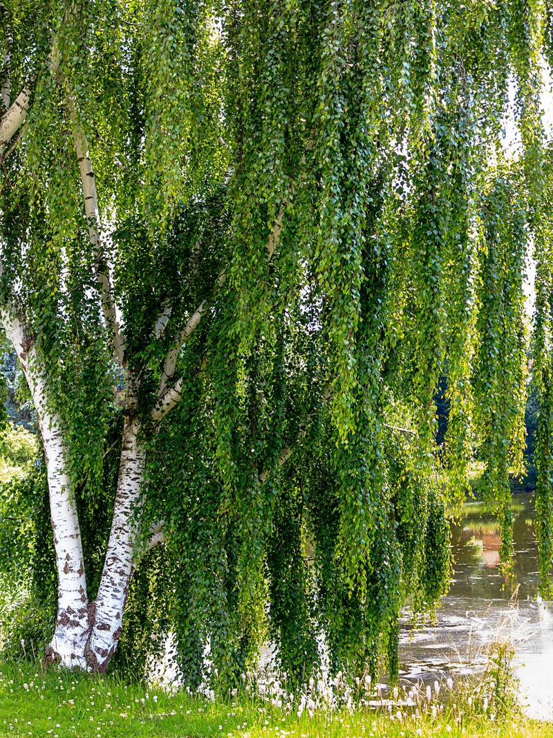 birch tree silver
