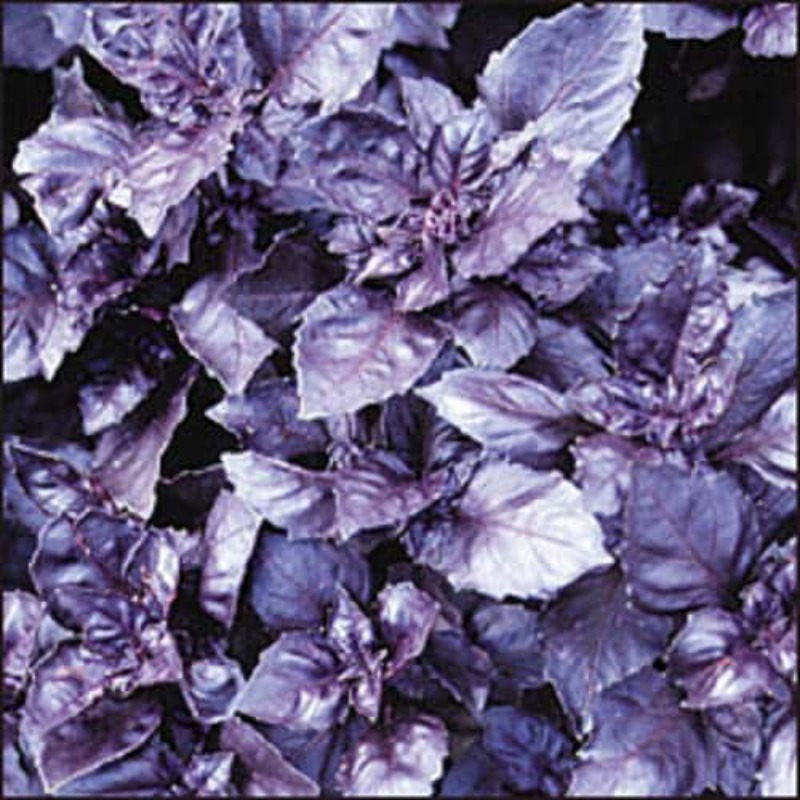 purple basil ruffles