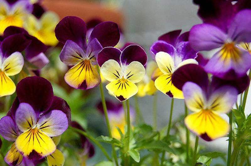 viola tricolor