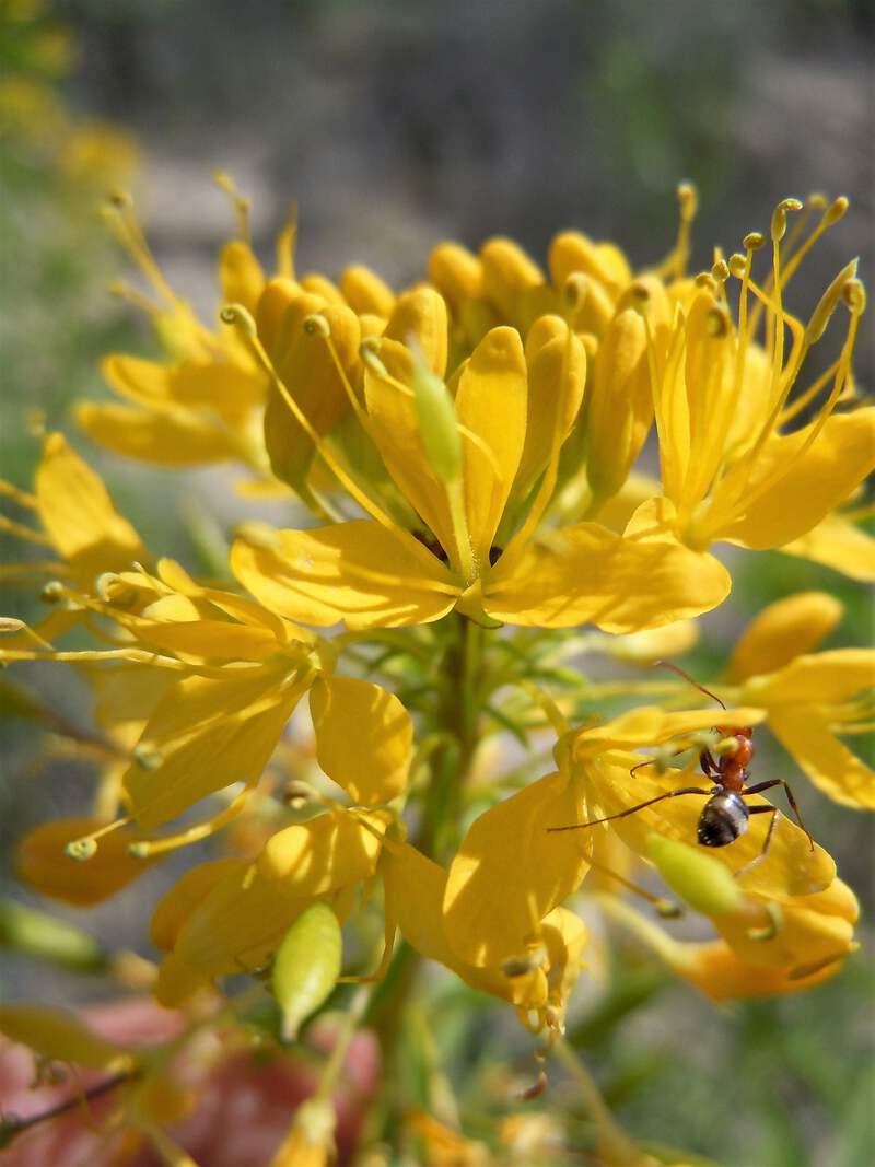 cleome flower