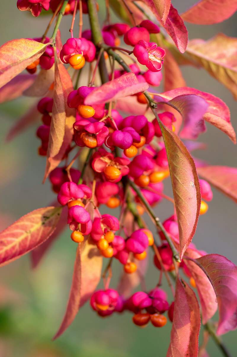 spindle tree