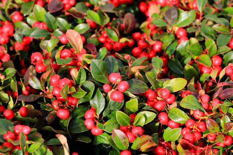 wintergreen berries