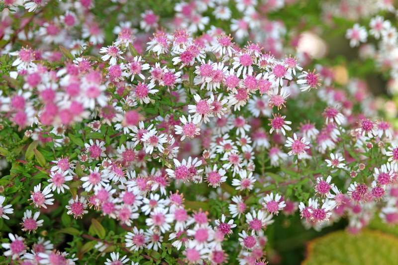 calico aster