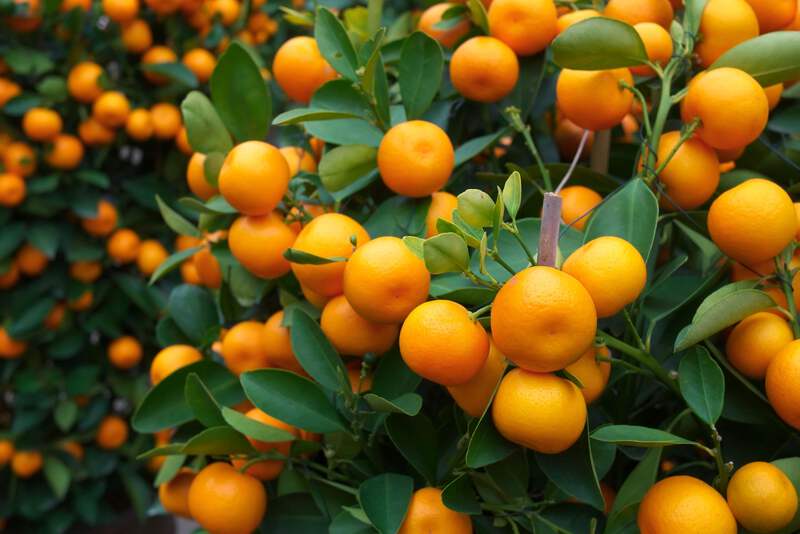 tangerine tree