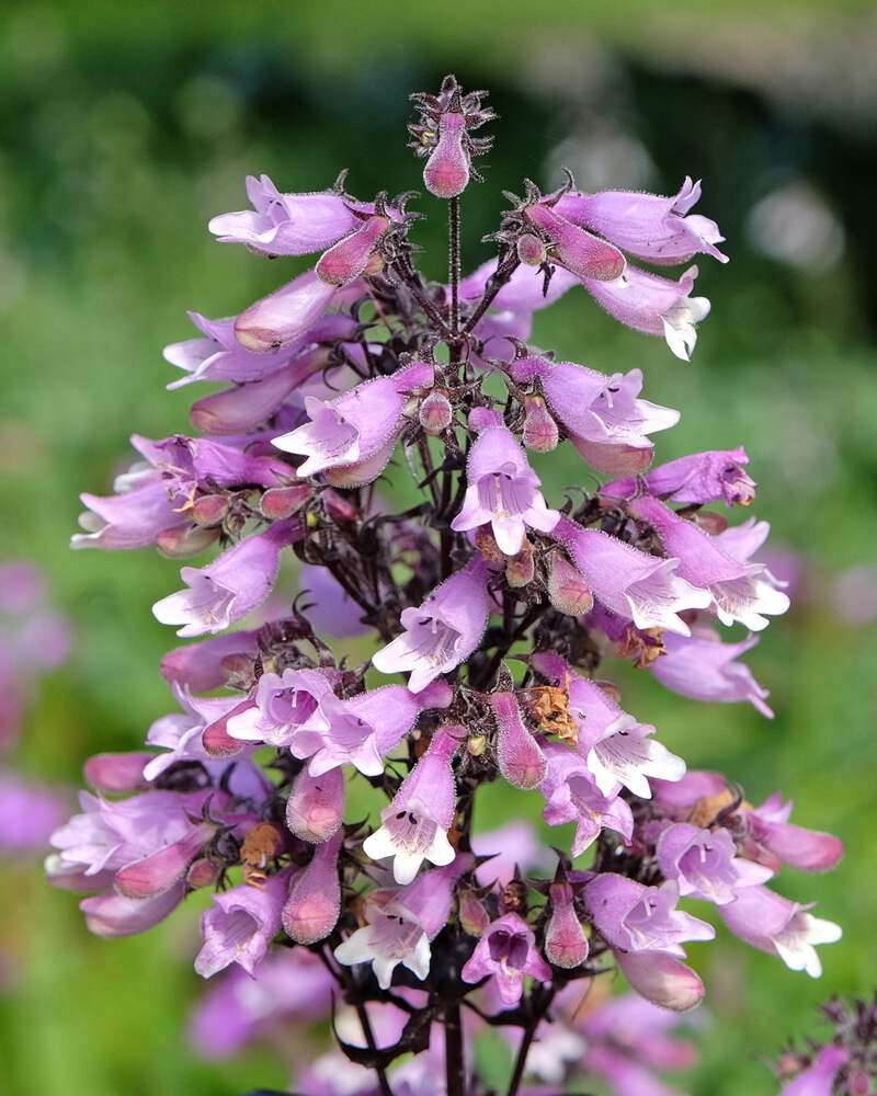 common beardtongue