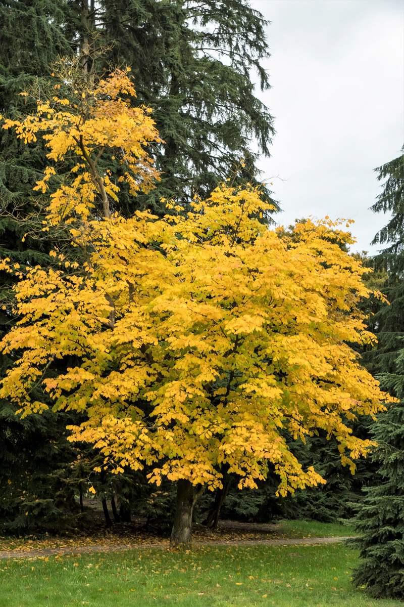yellowwood tree