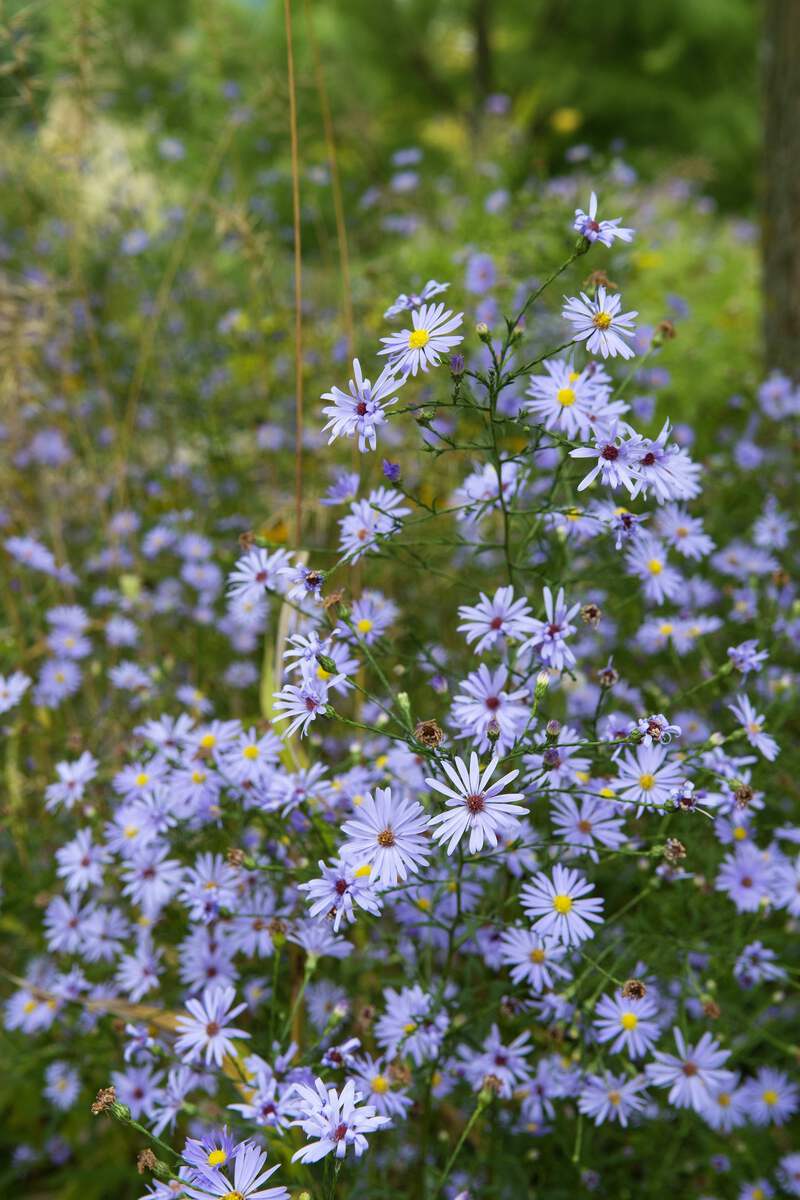 aster blue flower