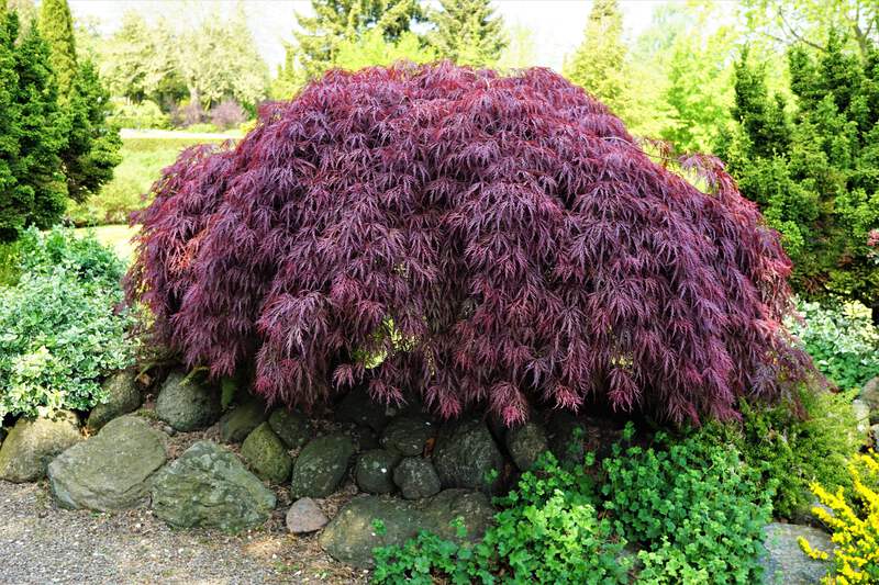 weeping acer tree