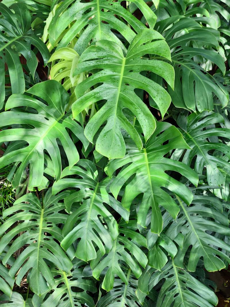 plants split leaf philodendron