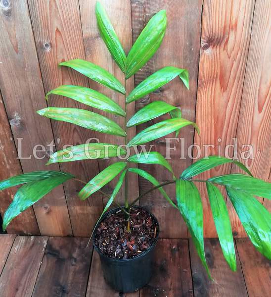 flame thrower palm size