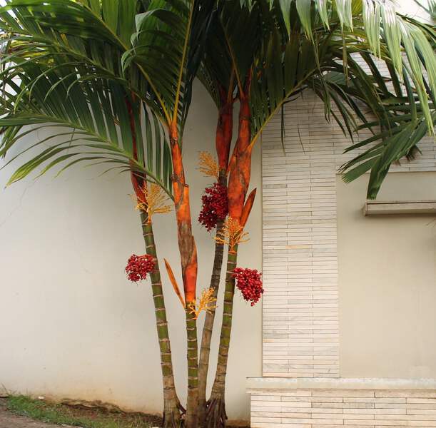 orange palm tree