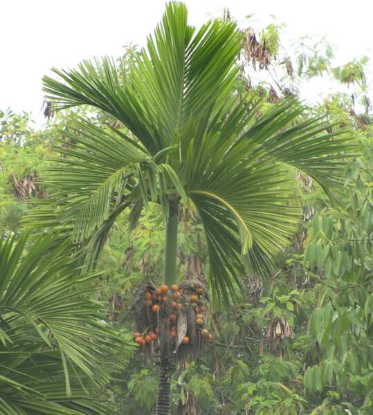 areca nut palm leaf