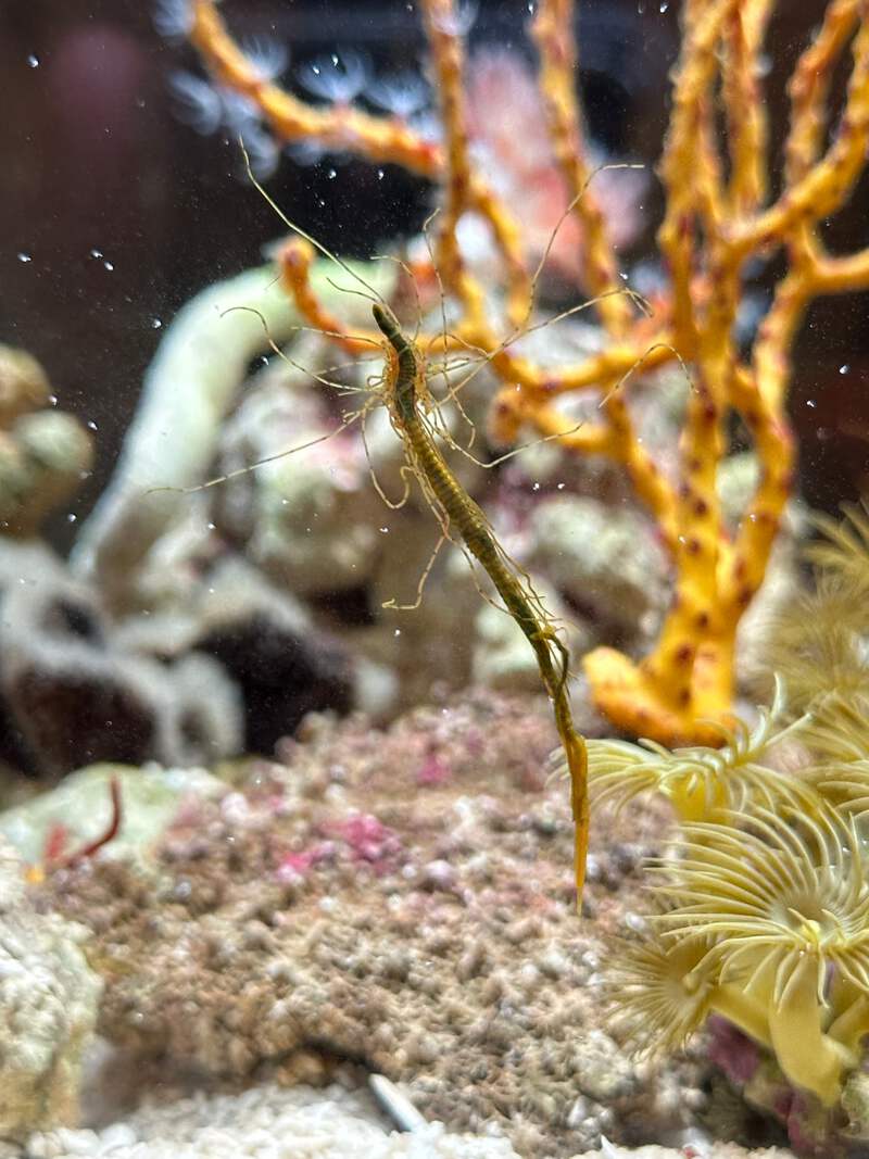 spaghetti worm uk