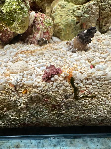 spaghetti worms reef